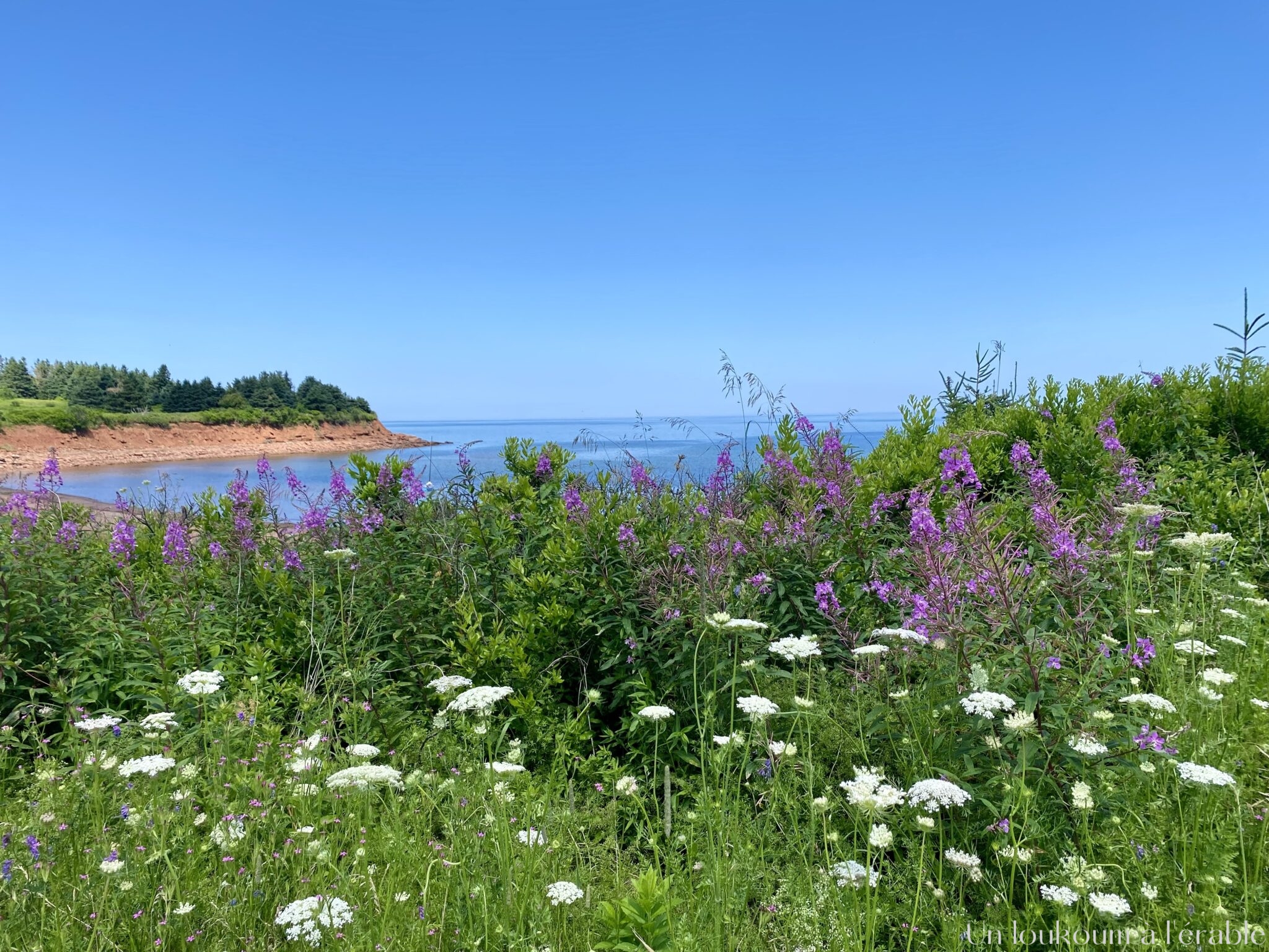 Que faire sur l’Île-du-Prince-Édouard en 5 jours ? - Un loukoum à l'érable